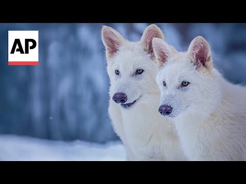 Scientists genetically engineer wolves to resemble extinct dire wolf