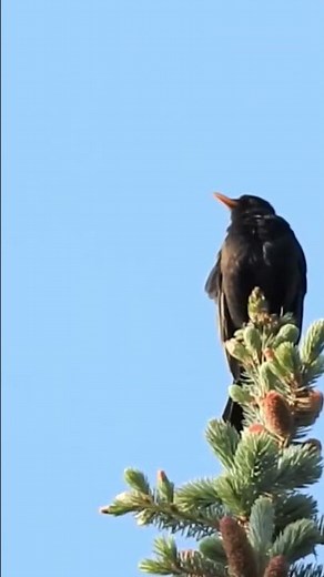 Il MERLO con il nuovo canto!!! #birds#uccelli#nature