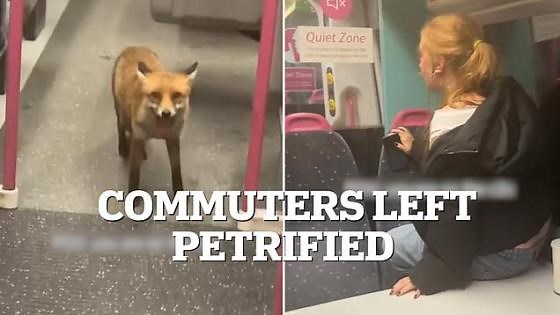 Cheeky fox leaves commuters petrified as it roams around c2c train