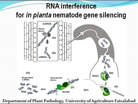 Understanding Host-Induced Gene Silencing for Nematode Resistance Using RNAi Technology