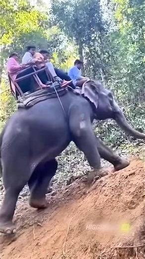 73K views · 620 reactions | Animals that send humans to the hospital _animals _facts _wildlife _shortsvideo _viralshorts | Nature's Animal Kingdom | Facebook