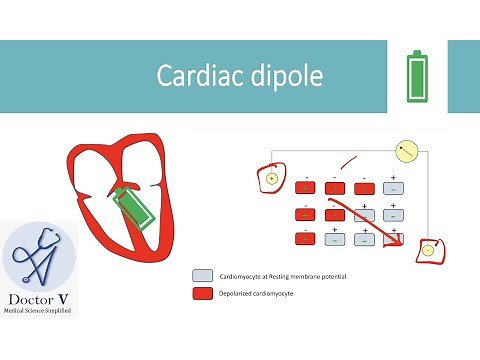 ECG Simplified #1 Cardiac dipole and Instantaneous vector