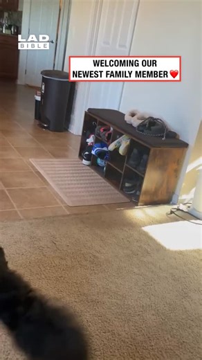 LADbible on Instagram: "This is so wholesome ❤️⁠ ⁠ According to child development experts, growing up with a dog can teach children responsibility, empathy, and emotional awareness in ways few other experiences can. Feeding, walking, and caring for a pet gives kids a sense of routine and purpose, while forming a bond built on trust and companionship.⁠ ⁠ Dogs also provide emotional support, offering comfort during tough moments and acting as a loyal playmate during the good ones. For many childre