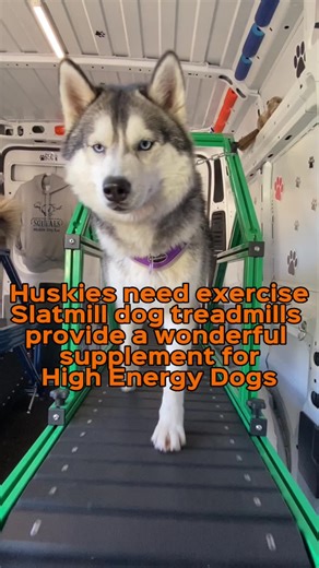 Huskies need exercise! Slatmill dog treadmills are a wondeful supplemental exercise. High energy dogs need additional mental and physical stimulation and Squeaks Mobile Dog Run comes to you to progide this enrichment exercise. #squeaksmobiledogrun #mobiledoggym #dogexercise #dogfitness #dogtreadmill #happydog #husky #huskysoftiktok #dogsofseattle #dogsoftiktok #fyp #foryoupage