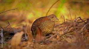 Painted buttonquail (Turnix varius) a special endemic bird of Australia which looks like quail but is more related to gulls (Charadriiformes), it lives in dry eukalypt forests. Small camouflaged bird.