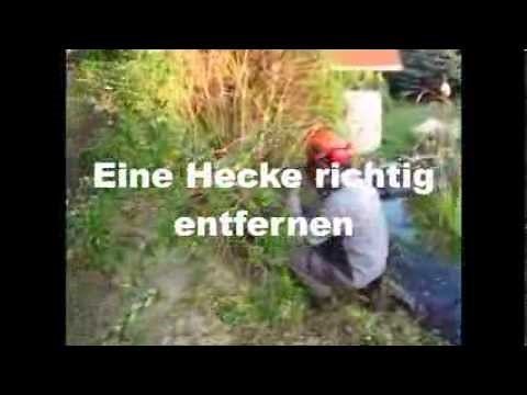 How to properly remove a hedge