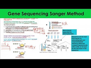 Gene Sequencing Sanger Method | Chain Termination Method | Biotechnology
