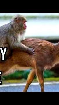 BIZARRE ANIMAL MATING RITUALS YOU WON'T BELIEVE EXIST.