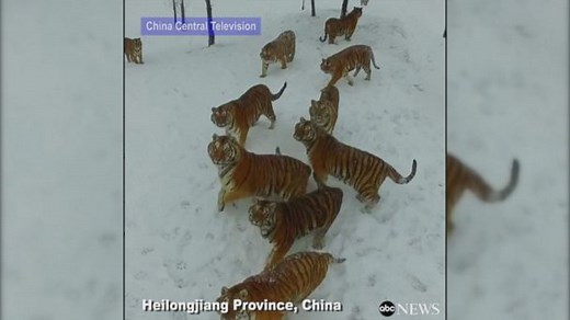 Siberian tigers win cat and mouse game with drone in China