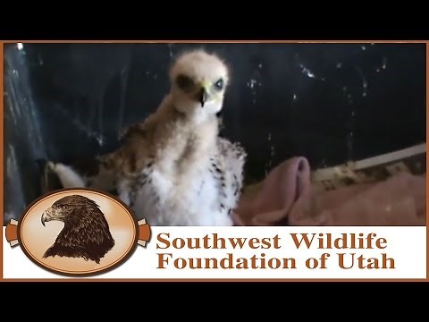 Baby Red Tail Hawk anxious for food