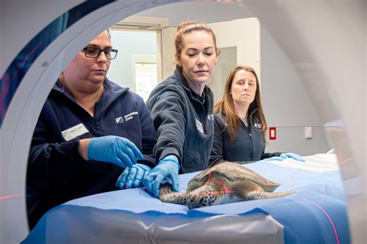 Houston Zoo adds CT machine to veterinary hospital, enhancing animal diagnoses