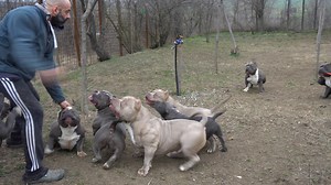 1.6M views · 18K reactions | KENNEL BIG DOGS ROMANIA | Gavrilescu Big Dogs Romania | Facebook