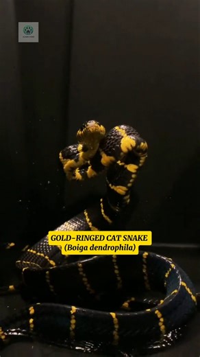 Gold-Ringed Cat Snake 😺 "This Snake Has Golden Rings!😮🐍"#shorts #viral #trending #fyp #foryou #fy#1k