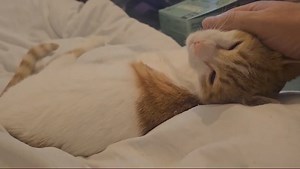 10K views · 615 reactions | Serrano's last day under GCH, Joshua's Mum will be adopted Tuesday and go to a wonderful new home where she will be loved and cared for. She will miss her foster Dad Steve who has done a wonderful job looking after her. | The Ginger Cat House Rescue, Refuge and Rehome centre. Surrey UK | Facebook