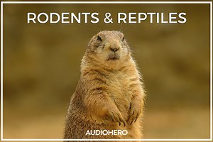 Rodents & Reptiles SFX Collection | Audio Sound FX | Unity Asset Store