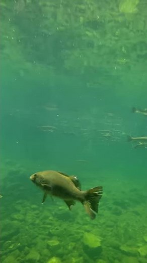 Quabbin Reservoir Underwater Footage - Must Watch in 1080p