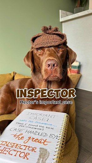Do you think Hector is the best Inspector? 🔎🤎 AD/ After six years of being an inspector image.png Hector has finally taken on his most important case yet 🕵🏻‍♂️ to find the UK‘s best pet insurance! Hector loves @napo.pet.insurance because they don’t only look after dogs 🐶 they look after the humans pockets too 🤭✨ Hector is proud to be an ambassa-dog for @napo.pet.insurance 💙 because he believes they’re the best pet insurance on the market that covers dogs for not only accidents but for den