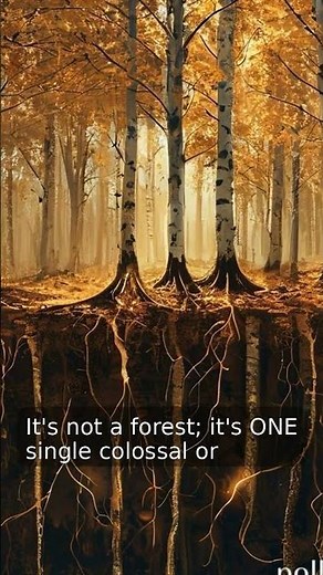 🤯 Discover Pando: The ENTIRE Forest That's Just ONE Plant! 🌳