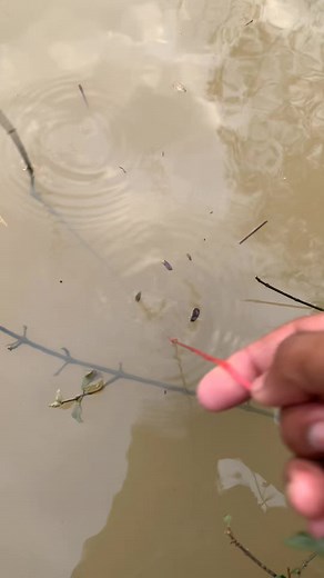 #mmo #survival #hook #traptool #lifeingjungle #DIY #diy #fish #cooking #food