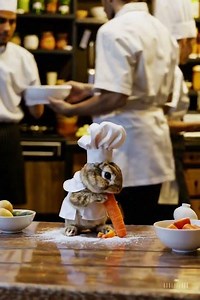 🐇 Chef Rabbit Caught Snacking | Carrot Thief in the Kitchen 🥕✨