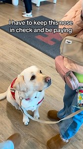 A day in the life of Spy-A-Betes Boggs, an adorable yellow lab service dog who does the best job at keeping her girl safe ❤️ #diabeticalertdog #type1diabetes #type1diabetic #servicedog #medicalalertdog #spy #raelynnandspy #servicedogteam #servicedoghandler #bloodsugar #insulin | The Boggs family