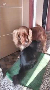 Nemo # Cleo Morning Breakfast #