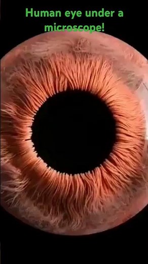 Human eye under a microscope