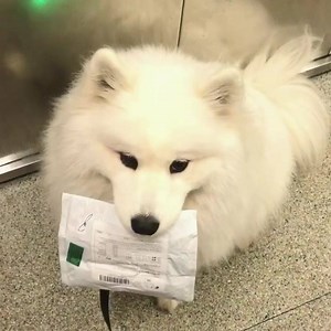 13K views · 428 reactions | Prototype amazon prime delivery service via cloud in testing | Maya Polar Bear | Facebook