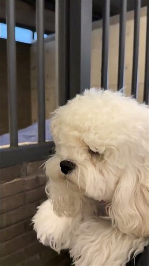 When Taco First Met Xiaoma: A Heartwarming Story