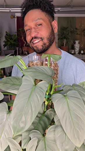 Sylvia...my #PhilodendronSilverSword PrettyGirl #PlantDaddy #PlantLife #BigEGOPlants #FollowMe on TikTok SnapChat YouTube and Instagram