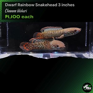 DWARF RAINBOW SNAKEHEAD | Got Fish