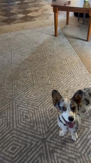 Just a fun game of “Sock Bomb!” #OURhouse #personalizedpetcare #ArchieArch 💙 | The Woof House