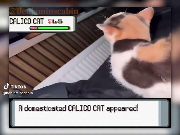 Calico Cat Features in Pokémon Edit