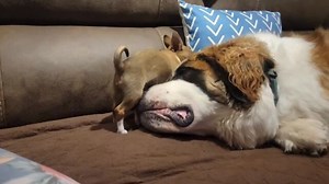 1.7K views | Beau, the little chihuahua puppy, formed an amazing bond with Lincoln, the St. Bernard puppy. They play fought with each other while lounging on the couch. The chihuahua puppy was full of energy as they playfully fought the St. Bernard, who enjoyed reclining on the couch. | Jukin Copyright Management | Facebook