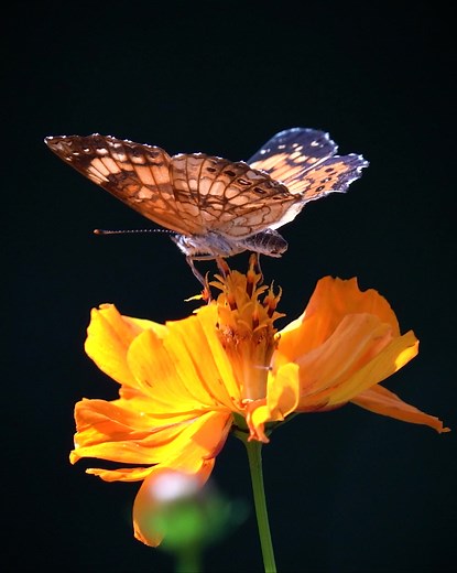 1.2K reactions · 101 shares | Pearl Crescent Butterfly... _ #macro #macrophotography #nature #naturephotography #photography #flowers #insects #insect #naturelovers #macrophoto #photooftheday #perfection #macroworld #flower #captures #wildlife #photo #flowerphotography #insectphotography #canon #wildlifephotography #brilliance #mobilephotography #macronature #love #world #insectsofinstagram #ig #macromood #of | Josh Atkinson | Facebook