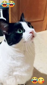 1.2M views · 10K reactions | #gatos #cat #tiernos #mascotas #amor...