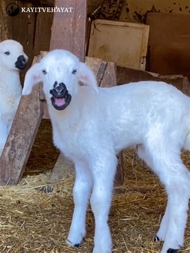 Adorable Baby Animal Sounds Compilation