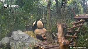 30K views · 1.8K reactions | A panda a day, keeps the sorrow away. Panda’s principle: prepare your baby for a tough life at a young age~ No wonder pandas are endangered~ | iPanda | Facebook