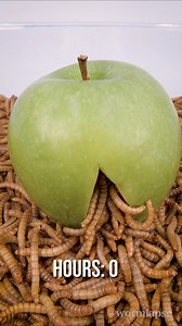 Mealworms vs. apple #timelapse #insects #Mealworms | WormLapse