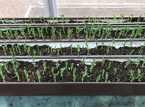 March 14 Column: Gutter Peas