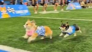 Corgis compete in the Corgi Cup at Ford Field at halftime of Lions game