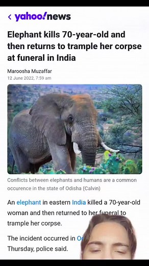 Understanding Animal Intelligence and Cognition in Elephants