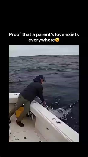 JAY✨ on Instagram: "This intense footage captures a heart-stopping moment at sea when a large Great White shark unexpectedly breaches the water and leaps onto the deck of a fishing boat. The video begins with a fisherman leaning over the side, potentially tending to a smaller catch, when the massive predator suddenly lunges from the depths with its mouth wide open. The force of the jump carries the shark partially onto the gunwale and deck, causing the fisherman to scramble back in a desperate b