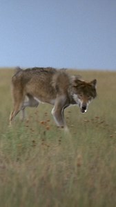 DANCES WITH WOLVES turns 35 today. The film won 7 Oscars, including Best Picture, Best Director, and Best Actor for Kevin Costner. | Shout! Studios