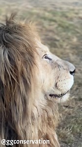 286K views · 47K reactions | King Alex, Leo & Reth all answering the calls of their conspecifics.. Alex calling back with such a passionate intensity that is vital to their species to convey the raw strength, power and hierarchy of the elder male lion 李 | GG Conservation Glen Garriff | Facebook