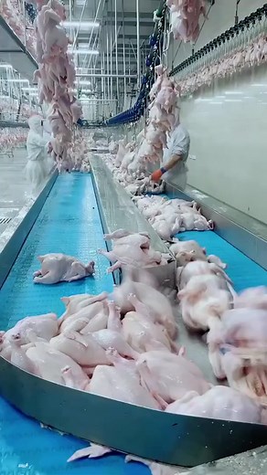 Automatic Chicken Production Line - A Fascinating Process Revealed