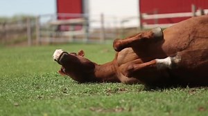 WORKING WITH HORSES IN A PROFOUND AND INSPIRING WAY TO HELP PEOPLE! Becoming a Certified Facilitator is about inspiring and empowering other human beings to acquire powerful skills and step forward in their lives with skills that they develop through the horse. The horse does the teaching, and the facilitation is done by you. Live your purpose with the life you are meant to live with horses TODAY! ✅ This Certification Course is the R-EAL D-EAL! No matter your learning style, we have a course tha