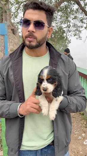 Cocker Spaniel Female Puppy 🐶 #pets #dogbreed