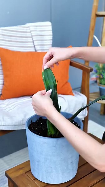 7.3M views · 56K reactions | Clever tricks to keep your indoor plants alive and well! | 5-Minute Crafts Play | Facebook