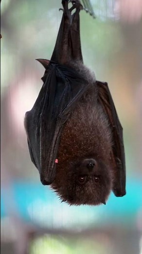 The power of pollination ✨